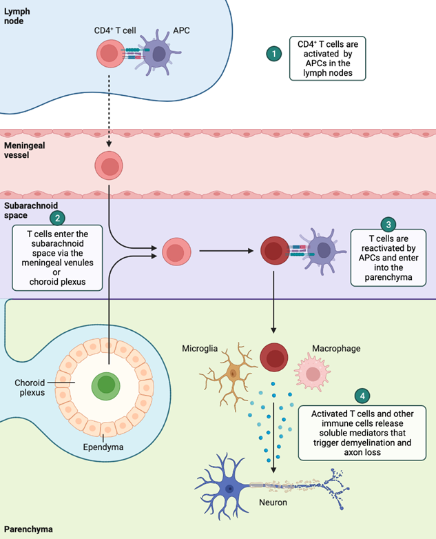 Antigen-specific autoreactive T cell responses targeting the central ...